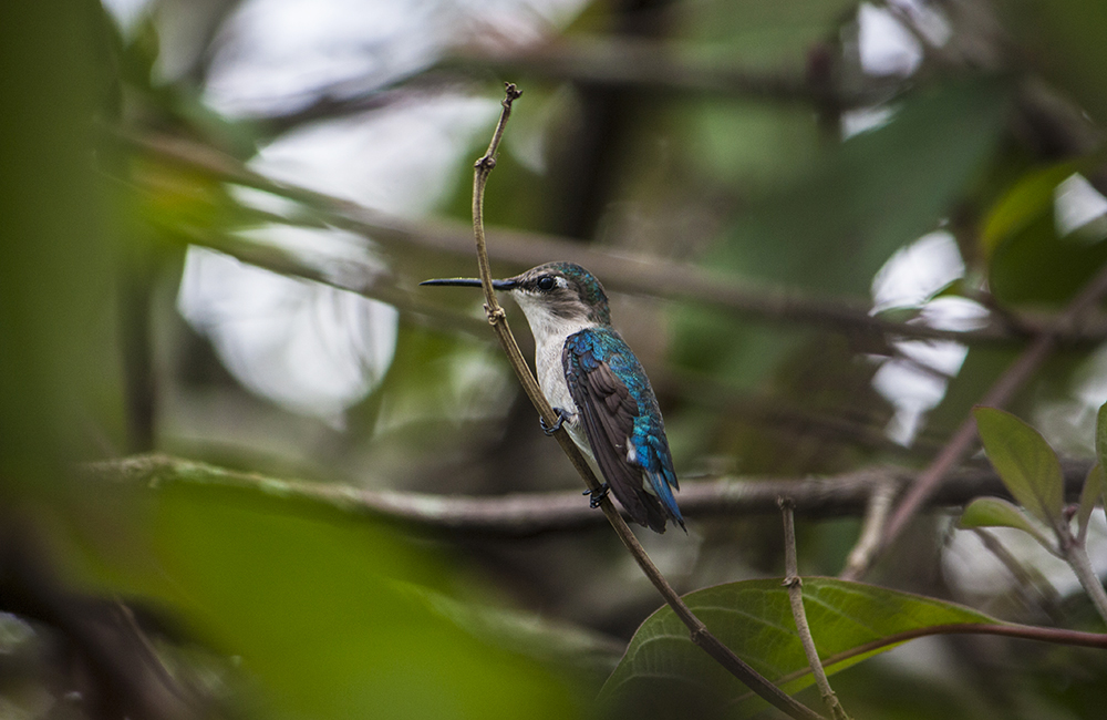 Estas son algunas especies que solo puedes observar en Cuba - Cubalite